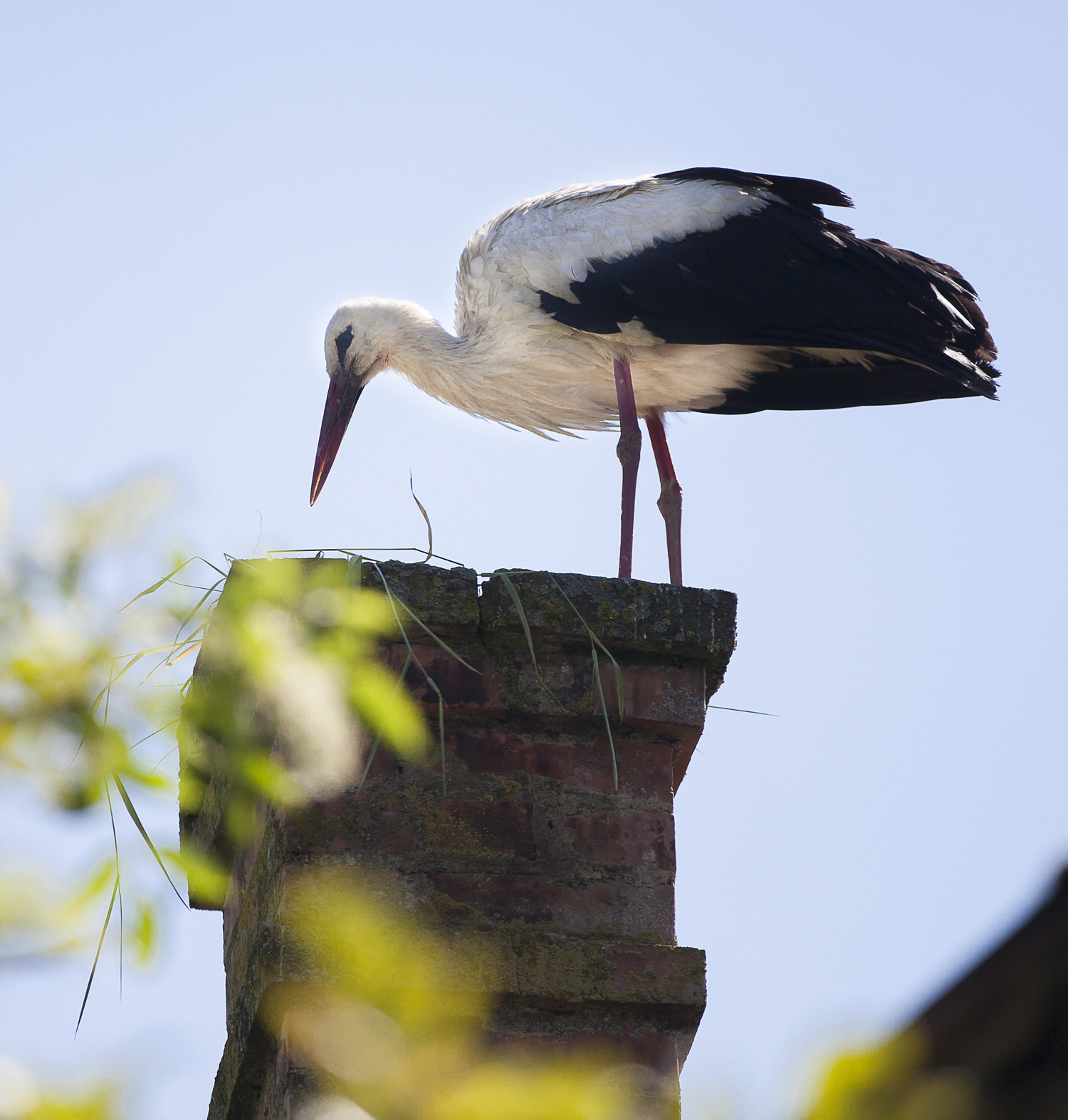 Bird Nest Removal - Midway Sweeps